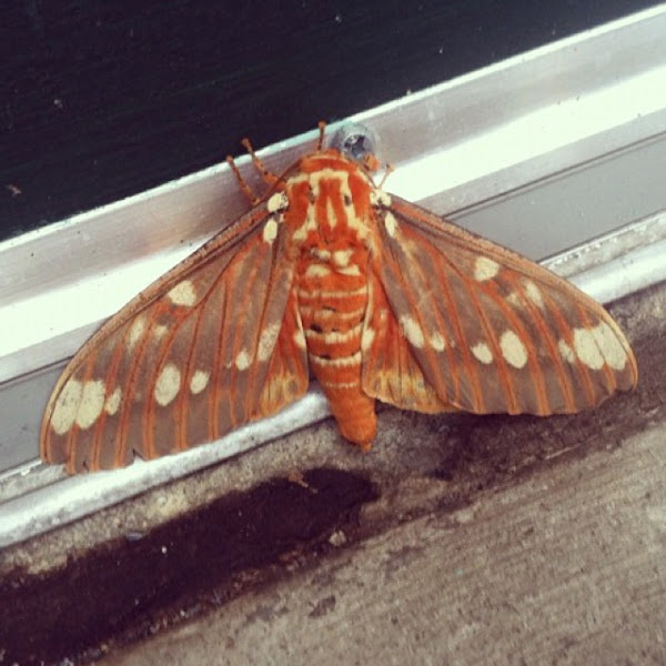 regal moth | Project Noah