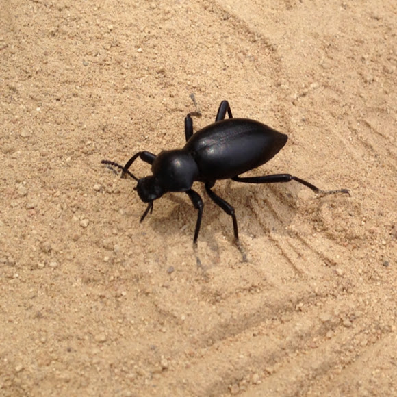 Darkling Beetle In Deserts
