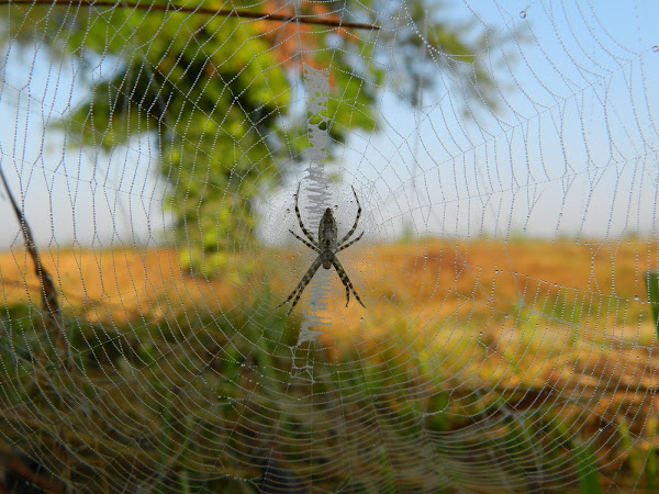 Writing Spider | Project Noah