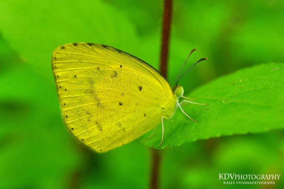 Small Grass Yellow | Project Noah