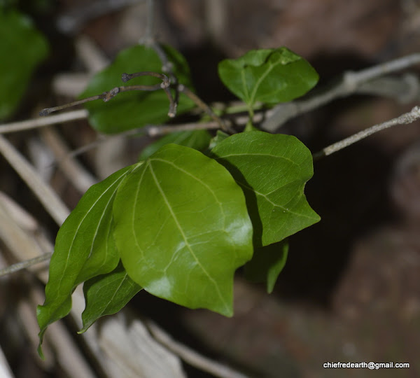Liana കഞ്ഞിരം, Strychnine tree, Snake-wood tree, Semen Strychnos and Quaker ButtonTree | Project ...