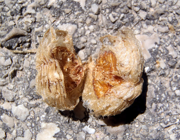 Mantodea eggs package. Paquete huevos mantodea | Project Noah