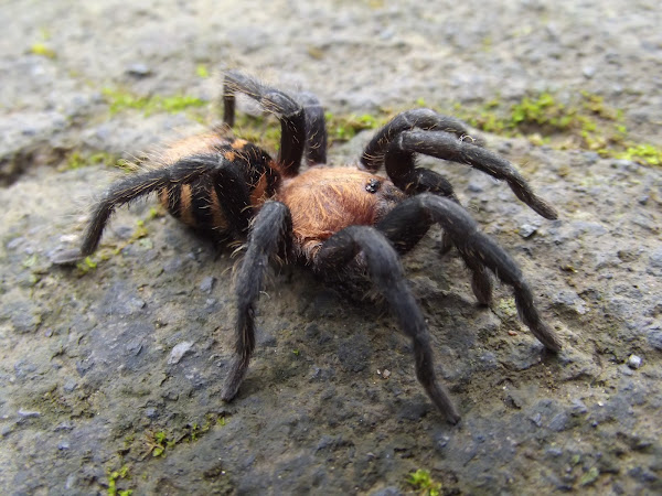 Costa Rican Dwarf Tigerrump Tarantula "Metriopelma zebratum" | Project Noah