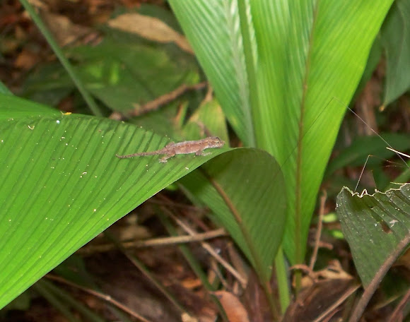 Ground Anole | Project Noah