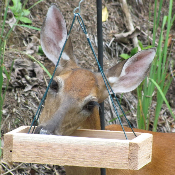 White-tailed Deer | Project Noah