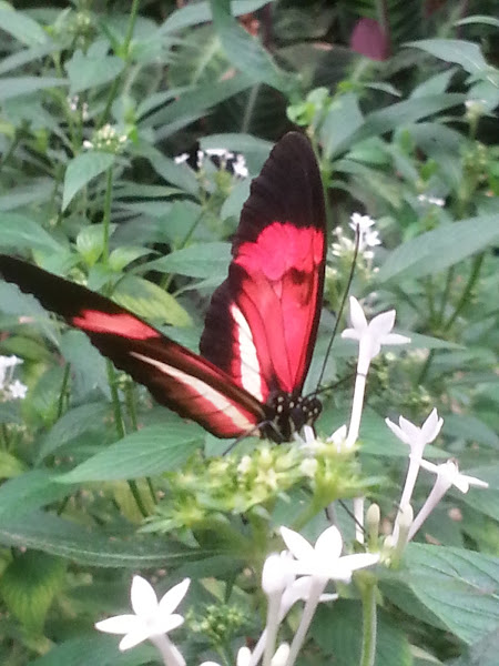 Hybrid butterfly | Project Noah