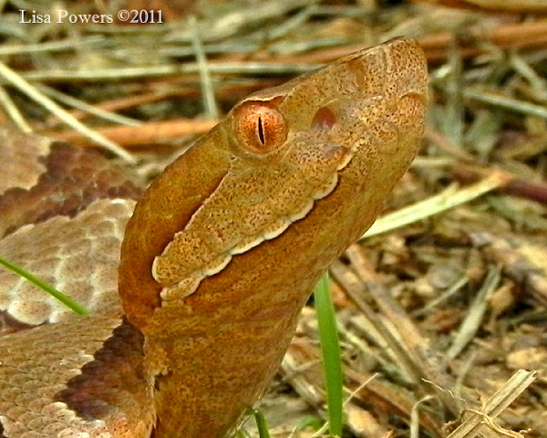 Copperhead | Project Noah