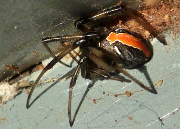 Redback Spider | Project Noah