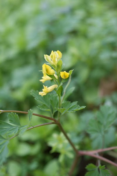 Yellow Fumewort | Project Noah