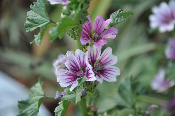 Zebra mallow | Project Noah