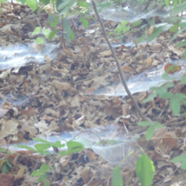 Spider sheet web | Project Noah