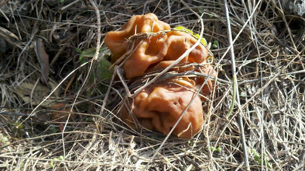 Calf brains | Project Noah