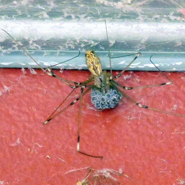 Cellar Spider | Project Noah