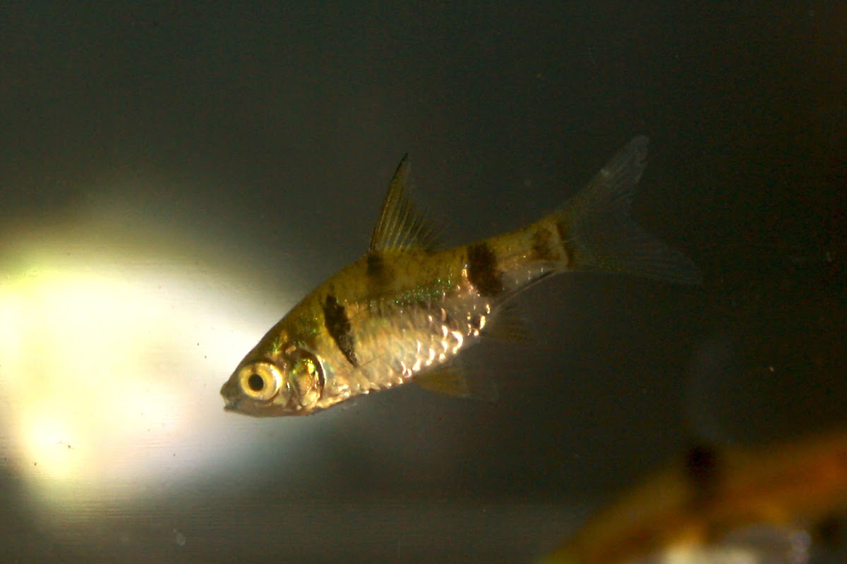 Golden Dwarf Barb | Project Noah