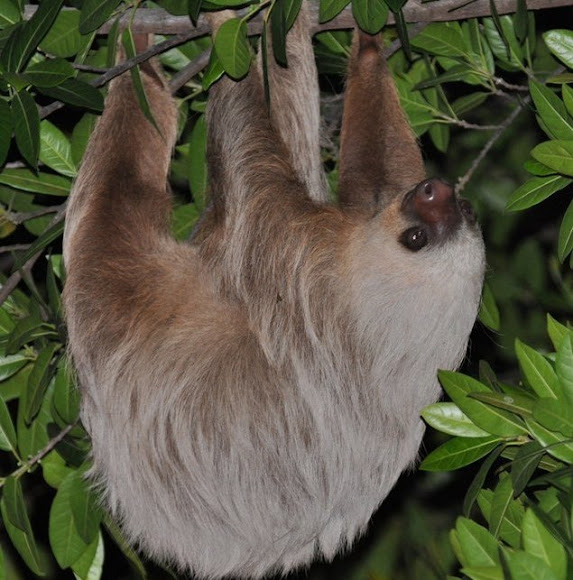 Hoffman's two-toed Sloth | Project Noah