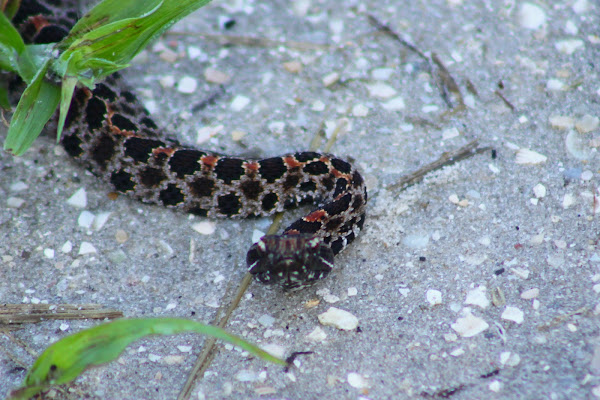 Pygmy Rattlesnake | Project Noah
