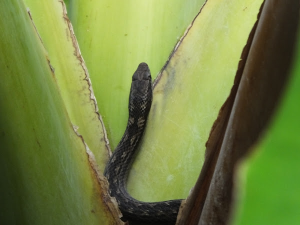 Saba Racer, Red-bellied Racer, Orange-bellied Racer | Project Noah