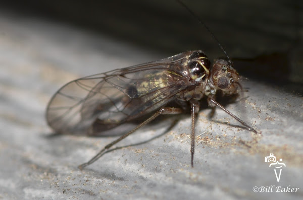 Bark Louse | Project Noah