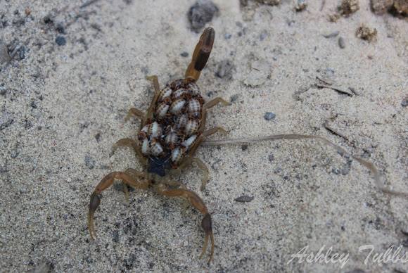 Striped Bark Scorpion with babies | Project Noah
