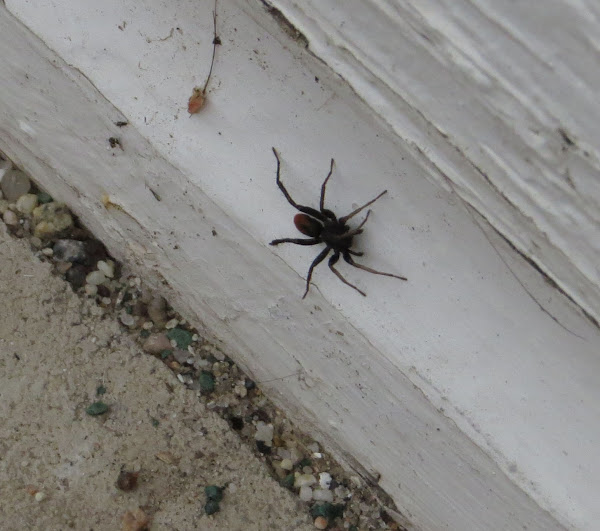 Ground Sac Spider | Project Noah