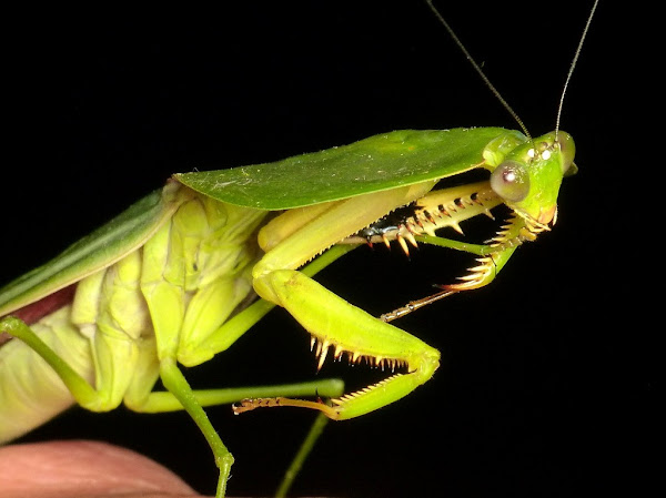 Shield Mantis | Project Noah