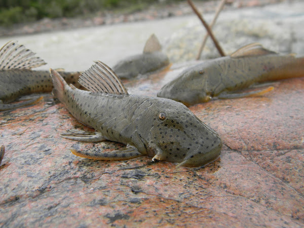 cucha pintada - bristlemouth - armored catfish | Project Noah