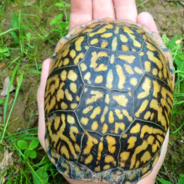 Eastern Box Turtle | Project Noah