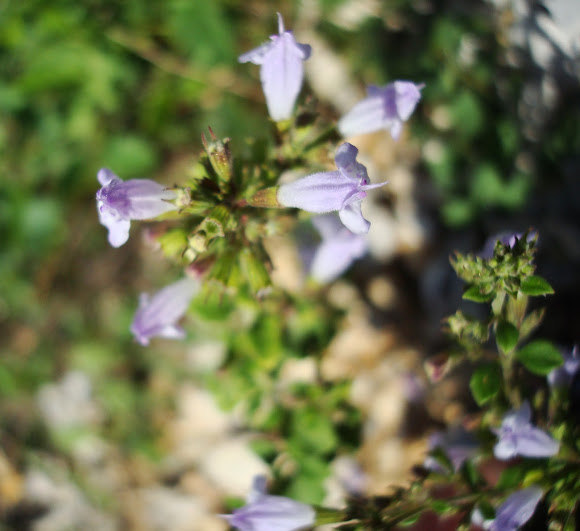 Common Horehound / Marulja / Divlja menta | Project Noah