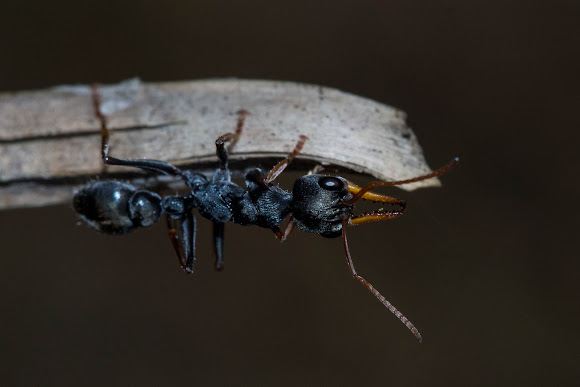 Jack Jumper ant | Project Noah