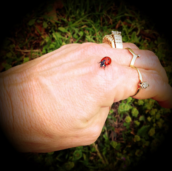 Seven-spotted Lady Beetle | Project Noah