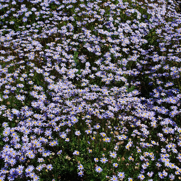 Malmequer | Project Noah