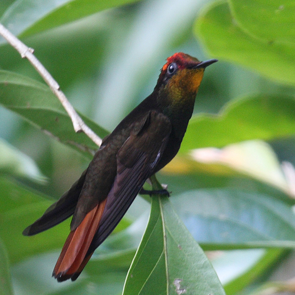 Ruby-Topaz Hummingbird | Project Noah