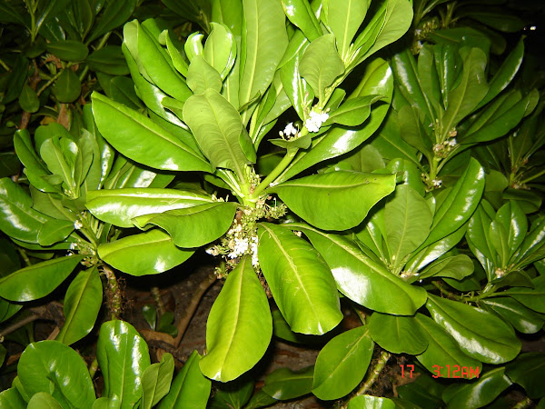 Scaveola | Project Noah