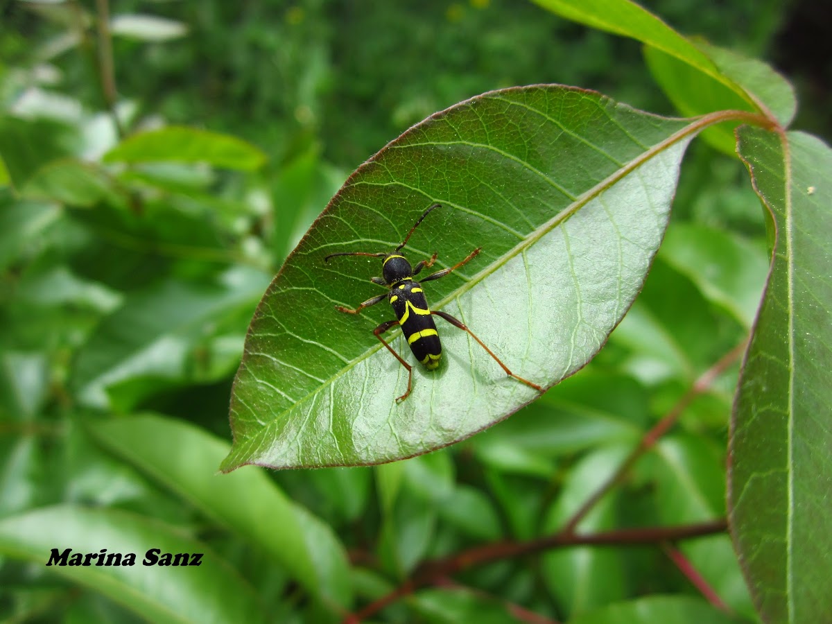 Clytus arietis | Project Noah