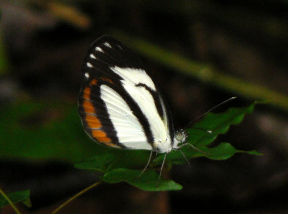 Pierid butterfly | Project Noah