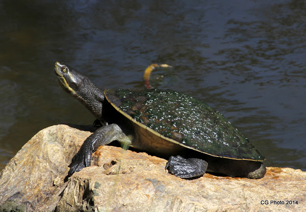 Krefft's River Turtle | Project Noah