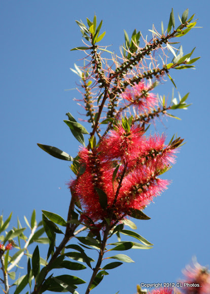 Bottle-brush Tree | Project Noah