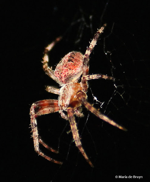 Arabesque orb weaver spider | Project Noah