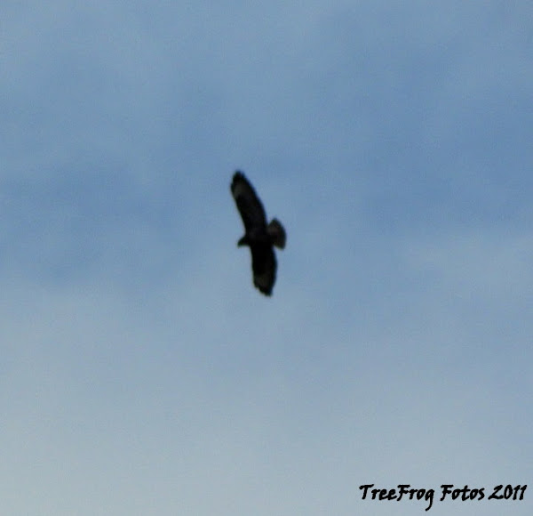 Common buzzard | Project Noah