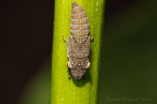 Glassy-winged Sharpshooter (Nymph) | Project Noah