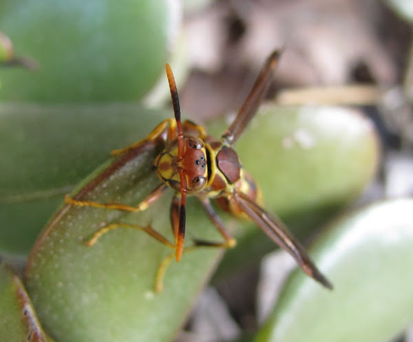 Common Paper Wasp | Project Noah