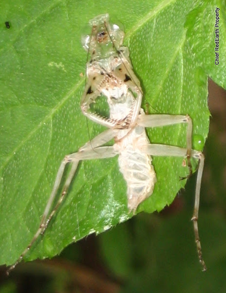 Mantis cast skin | Project Noah