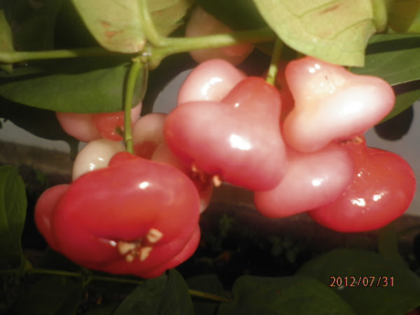 Jambu kancing. | Project Noah