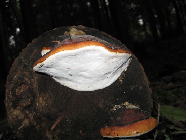 Red Banded Polypore | Project Noah