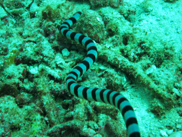 Colubrine Sea Krait,Yellow Lipped Sea Krait, Banded Sea Krait | Project ...
