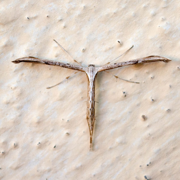 T-Moth or Morning-glory Plume Moth | Project Noah