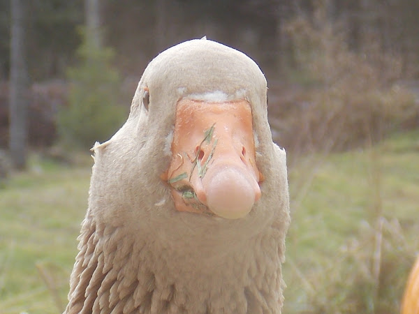 American Buff Goose. | Project Noah