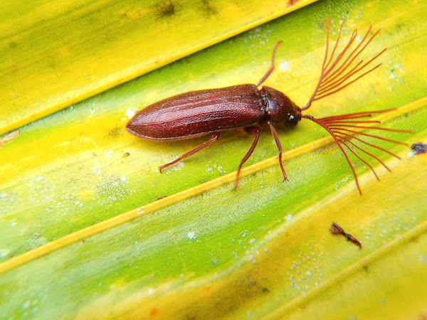 Callirhipidae Beetle | Project Noah