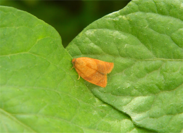 Carnation Tortrix | Project Noah