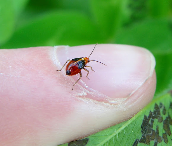Four-Lined Plant Bug Nymph | Project Noah